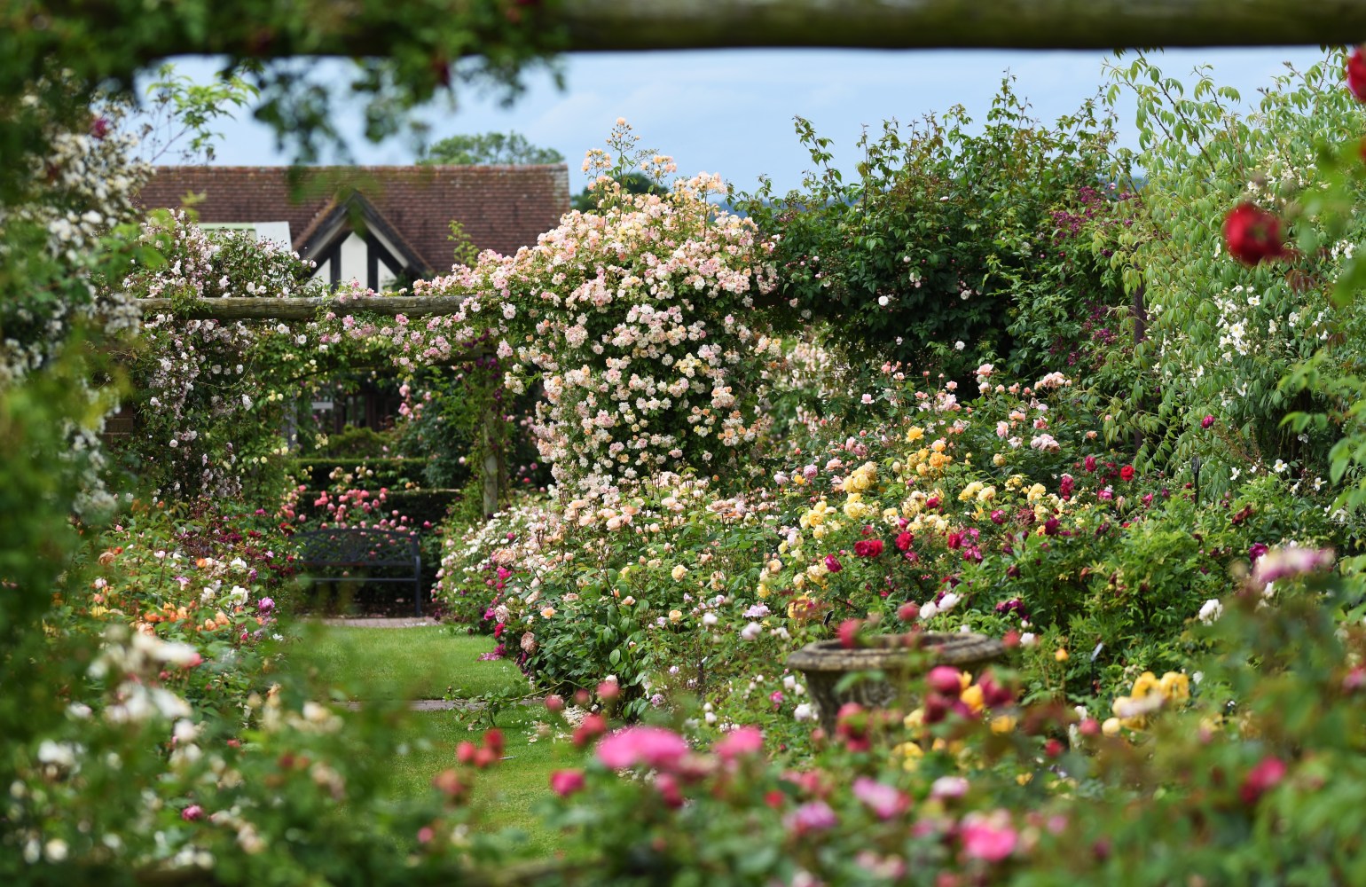 David Austin Roses – The Teddington Gardener