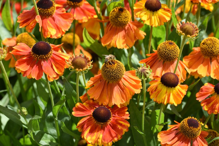 An Afternoon at RHS Wisley – the Double Herbaceous Borders, Cottage and ...