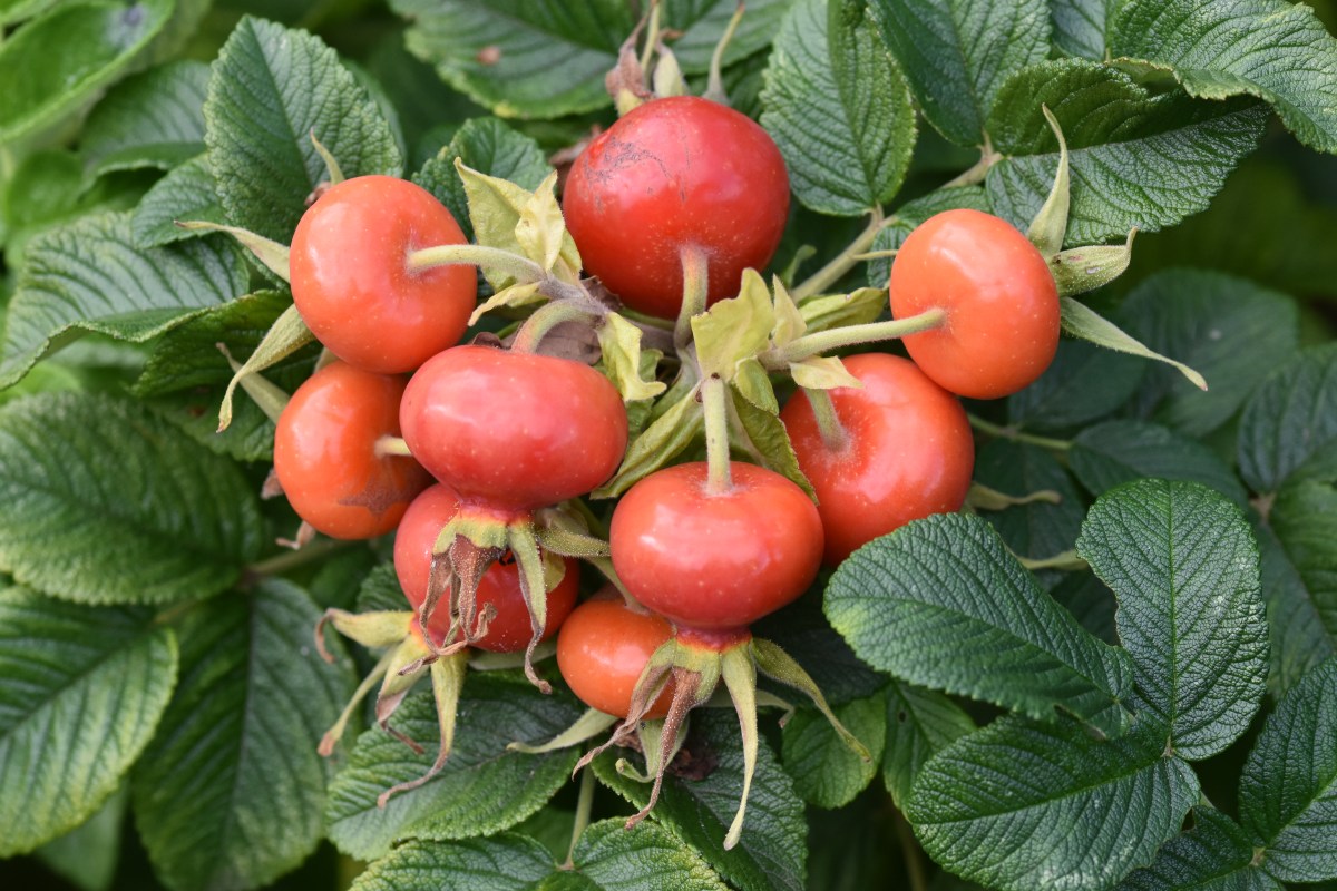 Rose Care, Maintenance and Pruning – The Teddington Gardener