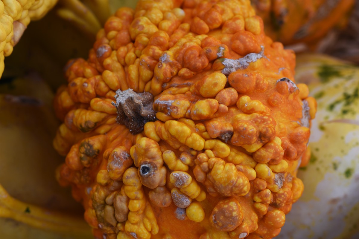 Swan-necked, knobby, two-toned, ribbed and finned, smooth, round ...