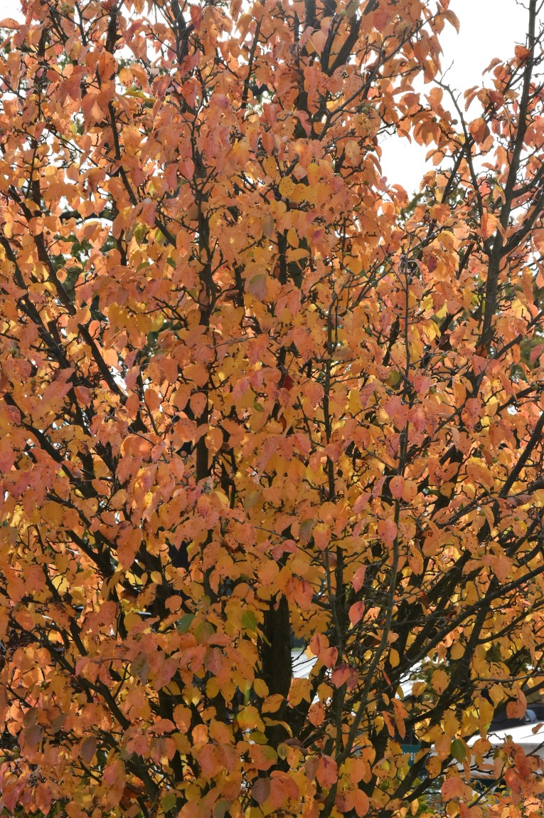 Catching up on an end-of-October, very autumnal excursion through the ...