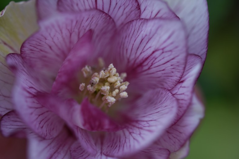 Hellebores for a New Year – The Teddington Gardener