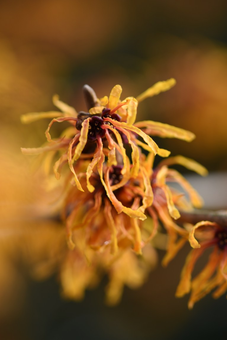 Hamamelis for a New Year – The Teddington Gardener