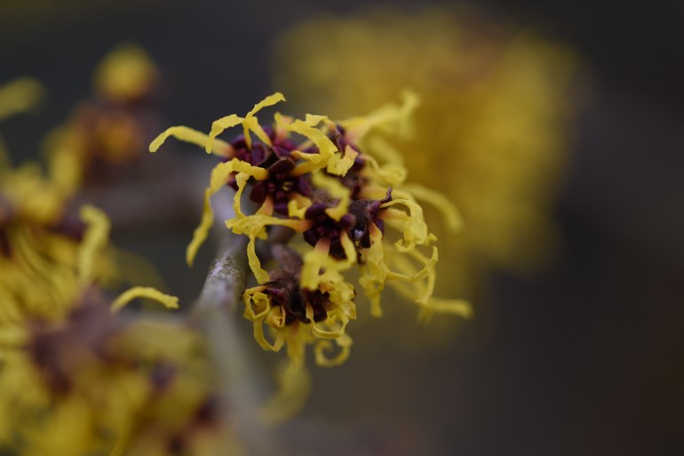 Hamamelis for a New Year – The Teddington Gardener