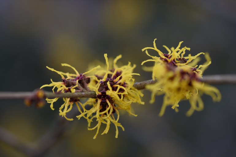 Hamamelis for a New Year – The Teddington Gardener