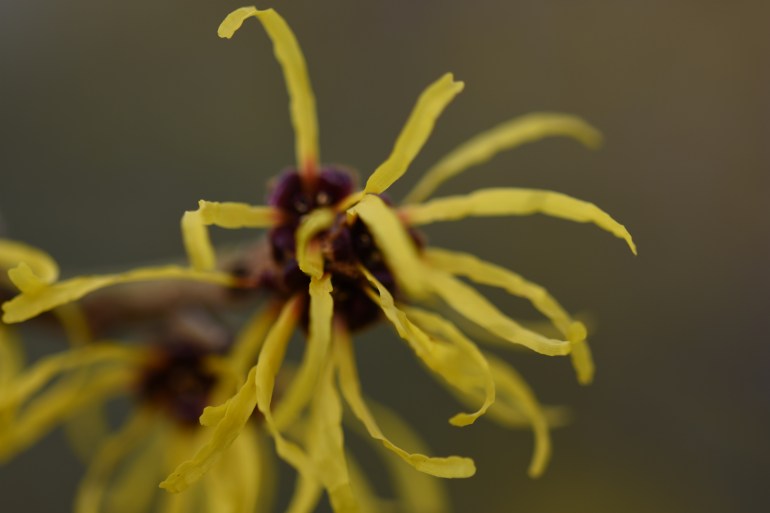Hamamelis for a New Year – The Teddington Gardener