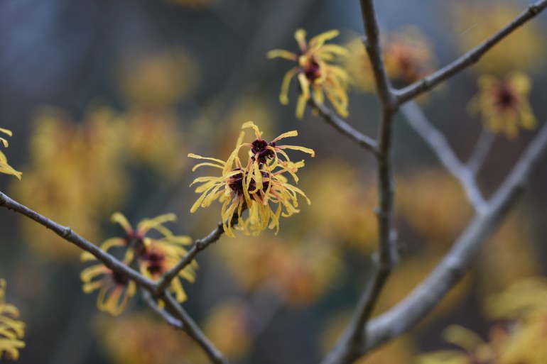 Hamamelis for a New Year – The Teddington Gardener