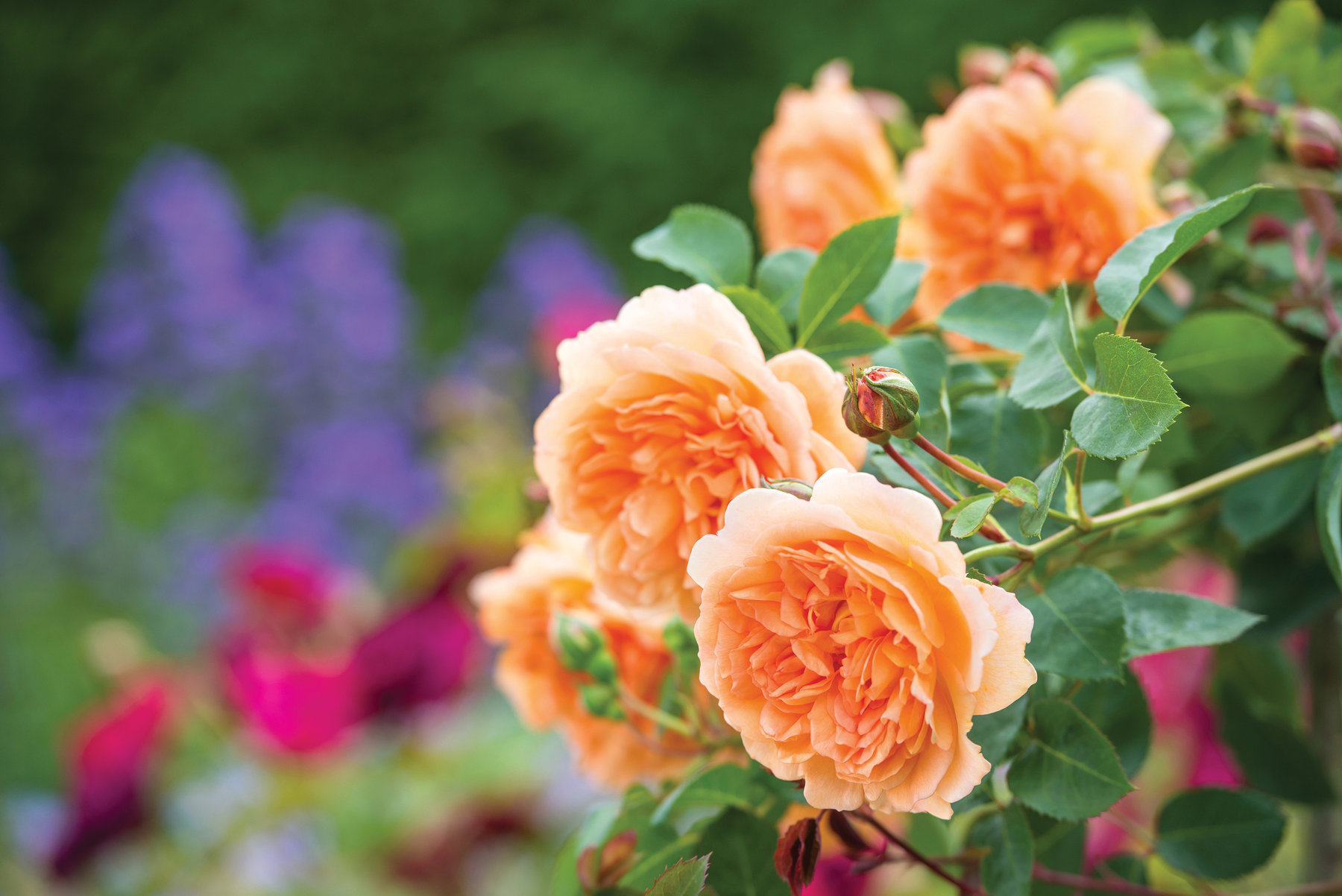 New from David Austin Roses in 2017 … introducing Dame Judi Dench ...