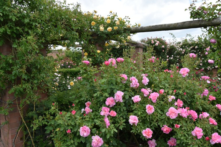 Postcards from Shropshire – a first gallery from David Austin Roses at ...