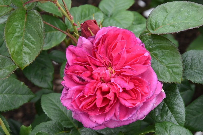 Postcards from Shropshire – a first gallery from David Austin Roses at ...