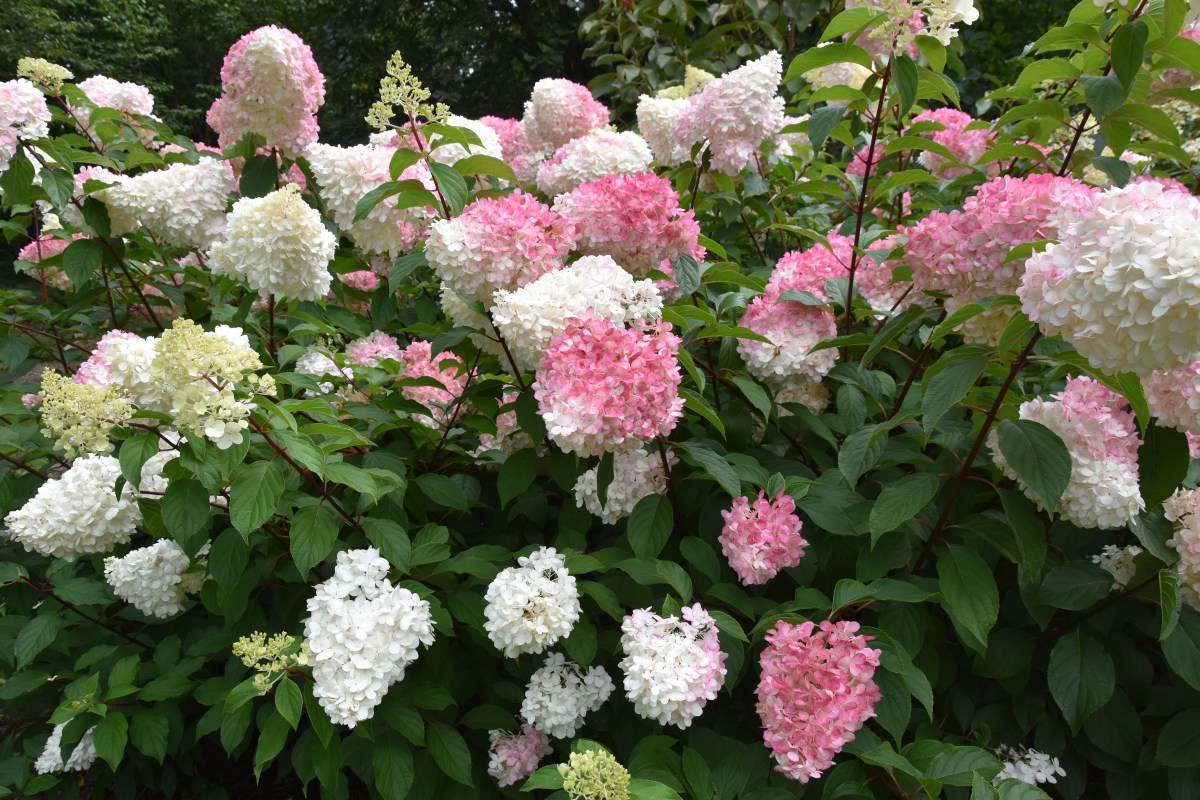 A lightning tour of RHS Wisley – Hydrangeas, the new Tropical Garden ...