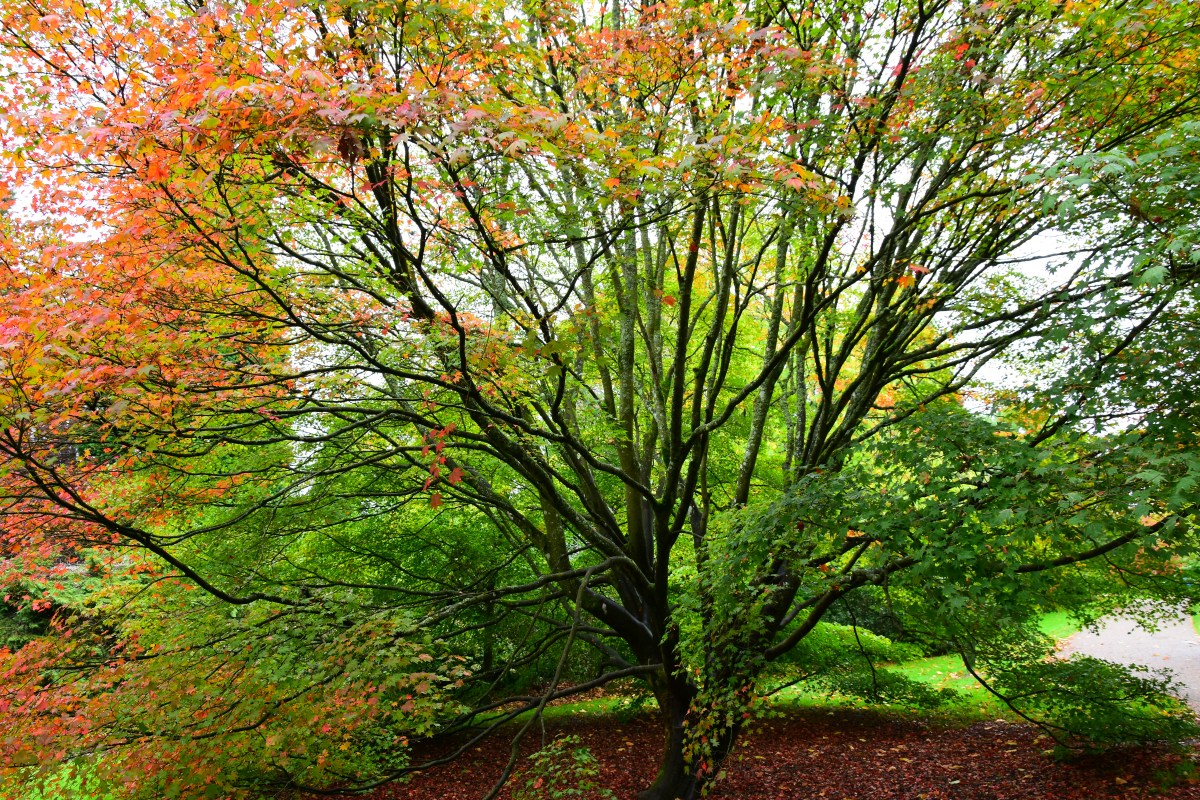 Kew in the Country – an early Autumn tour of Wakehurst Place – The ...