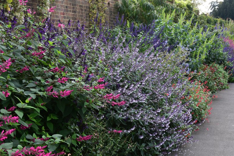 The Salvia Border at Kew Gardens – a plant family that just keeps on ...