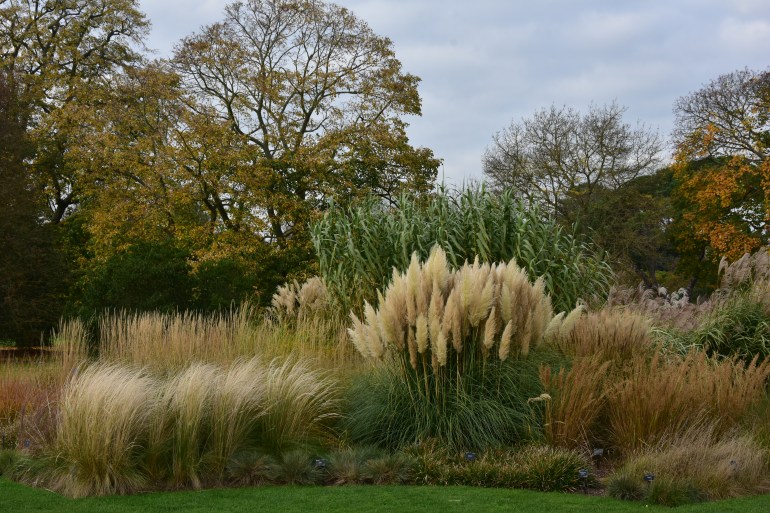 A peek at the Grass Borders in Kew – a study in gold …. – The ...
