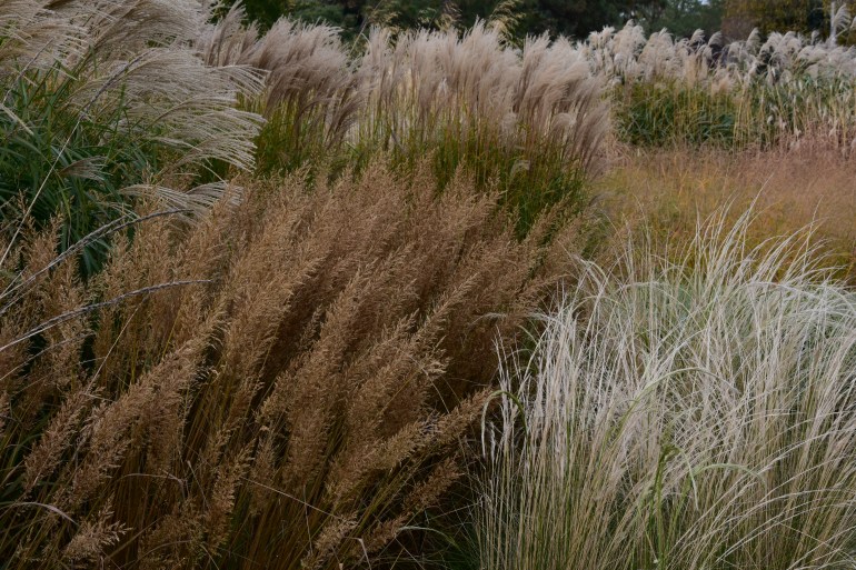 A peek at the Grass Borders in Kew – a study in gold …. – The ...