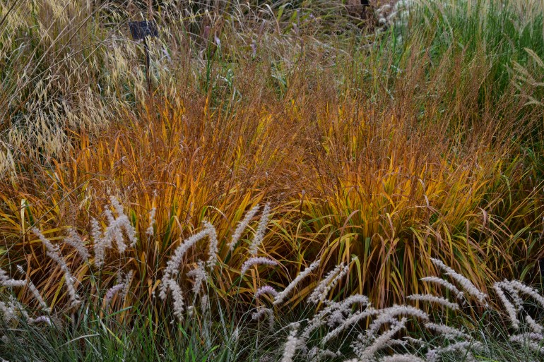 A peek at the Grass Borders in Kew – a study in gold …. – The ...