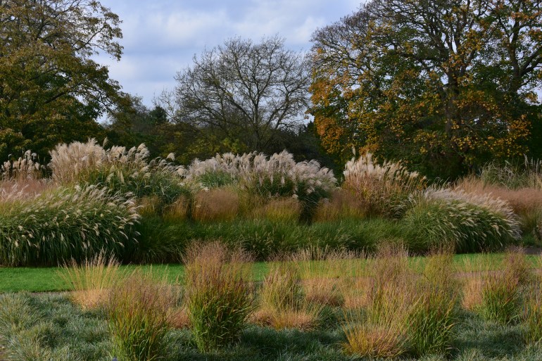 A peek at the Grass Borders in Kew – a study in gold …. – The ...