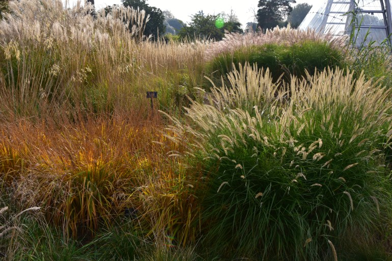 A peek at the Grass Borders in Kew – a study in gold …. – The ...