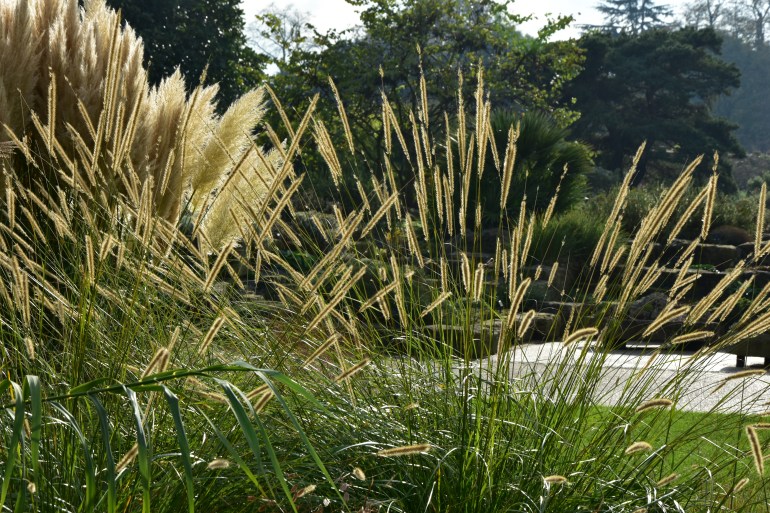 A peek at the Grass Borders in Kew – a study in gold …. – The ...