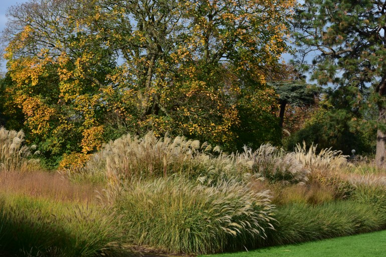 A peek at the Grass Borders in Kew – a study in gold …. – The ...