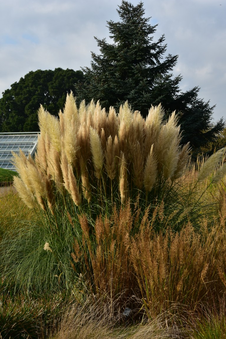 A peek at the Grass Borders in Kew – a study in gold …. – The ...