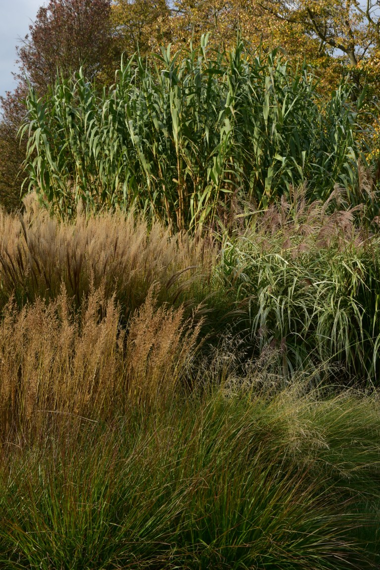 A peek at the Grass Borders in Kew – a study in gold …. – The ...