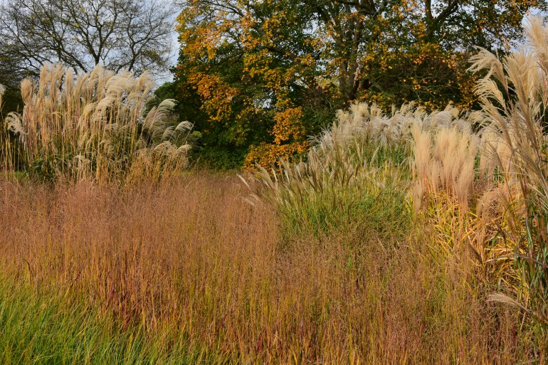 A peek at the Grass Borders in Kew – a study in gold …. – The ...
