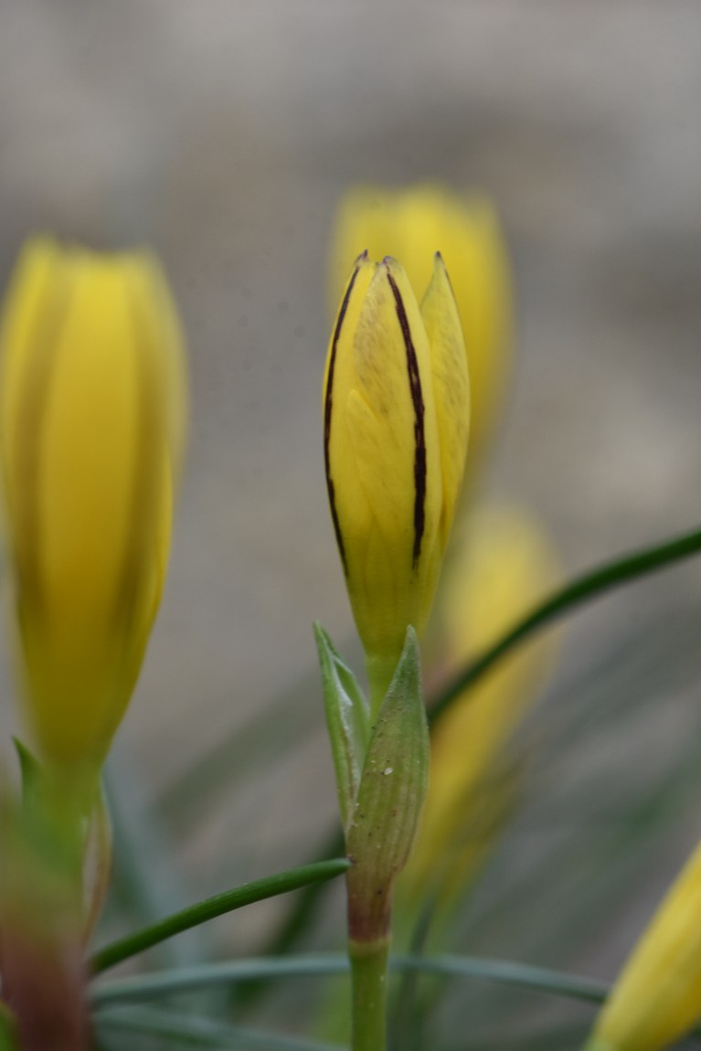 Taking a peek inside the Alpine House at RHS Wisley – and a scented ...