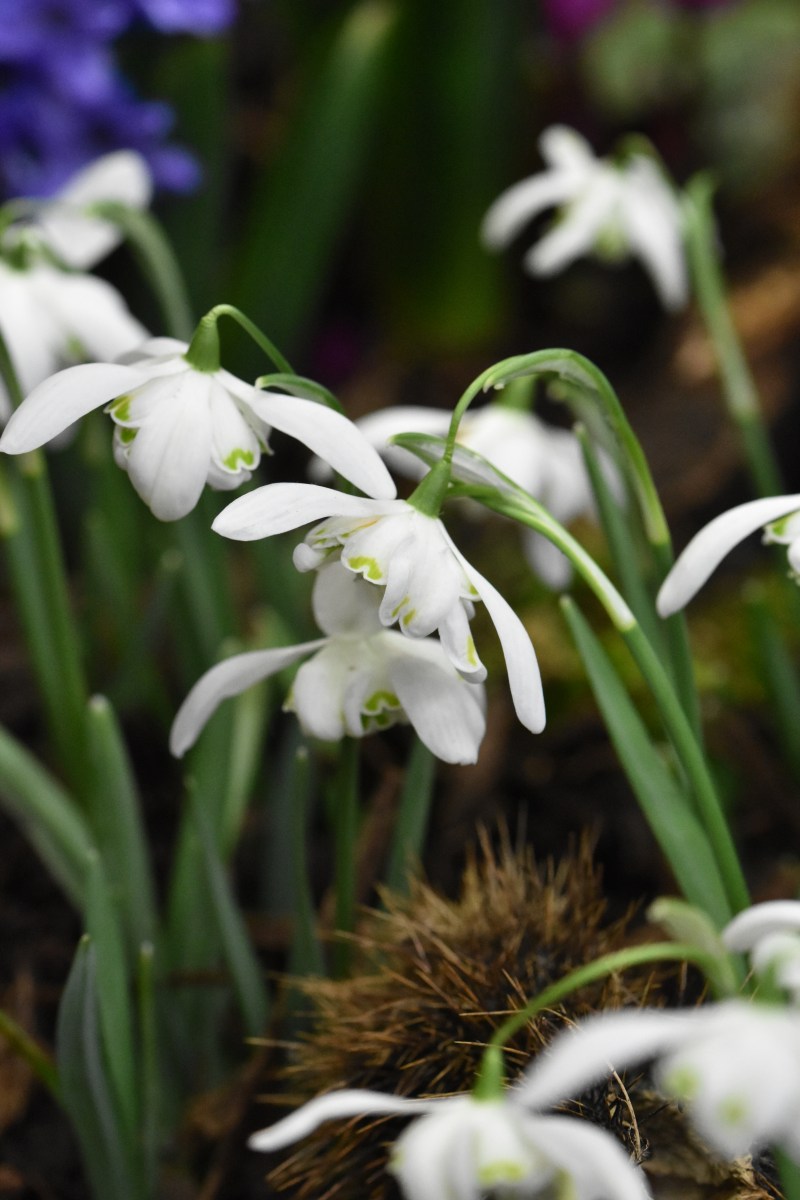 A Celebration of Snowdrops (and a few more choice beauties) at the RHS ...
