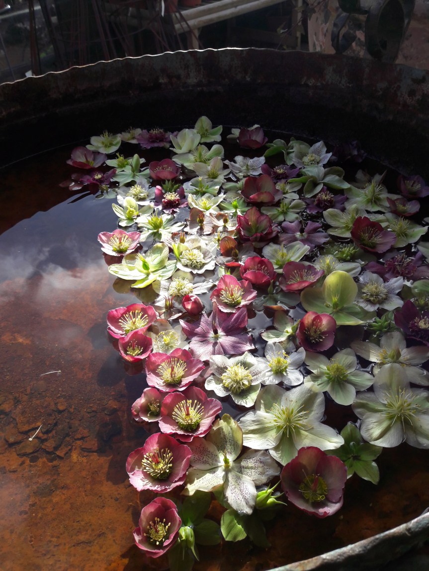 Floating Hellebores …. sunshine and ice – The Teddington Gardener