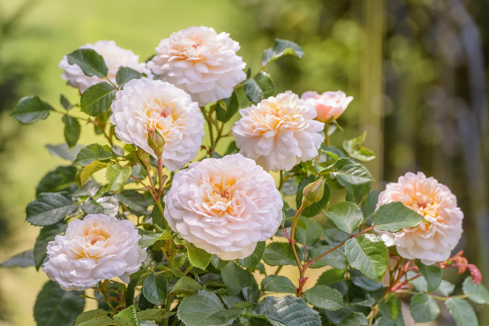 Coming to a garden near you – new from David Austin Roses for 2018 ...