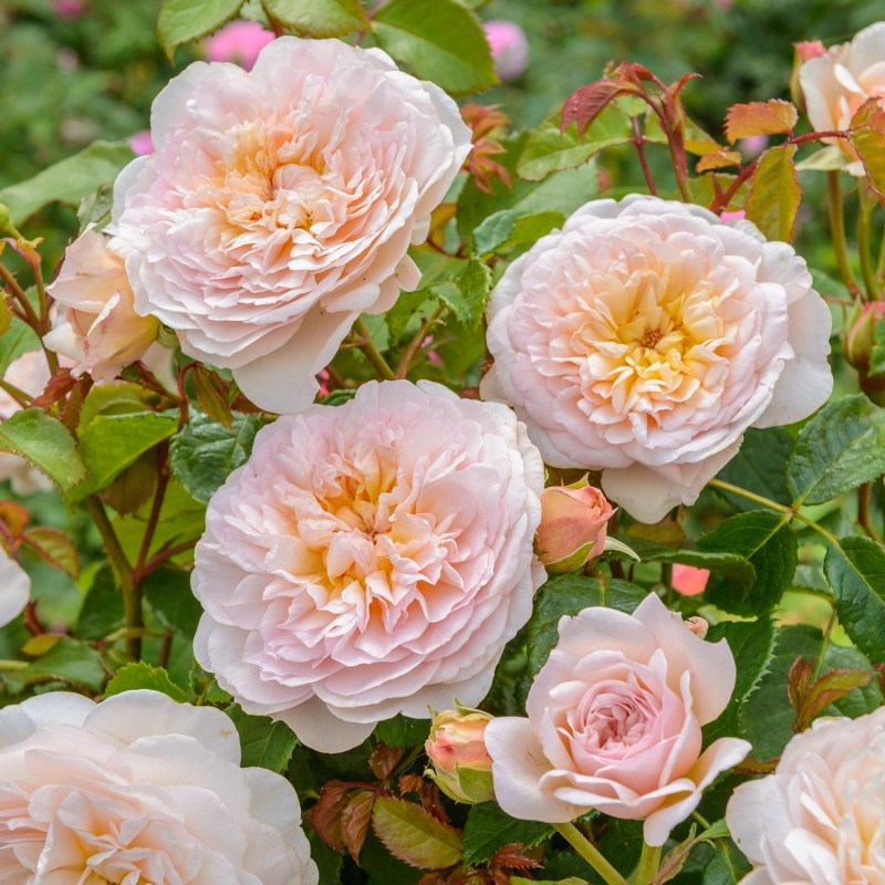 Coming to a garden near you – new from David Austin Roses for 2018 ...