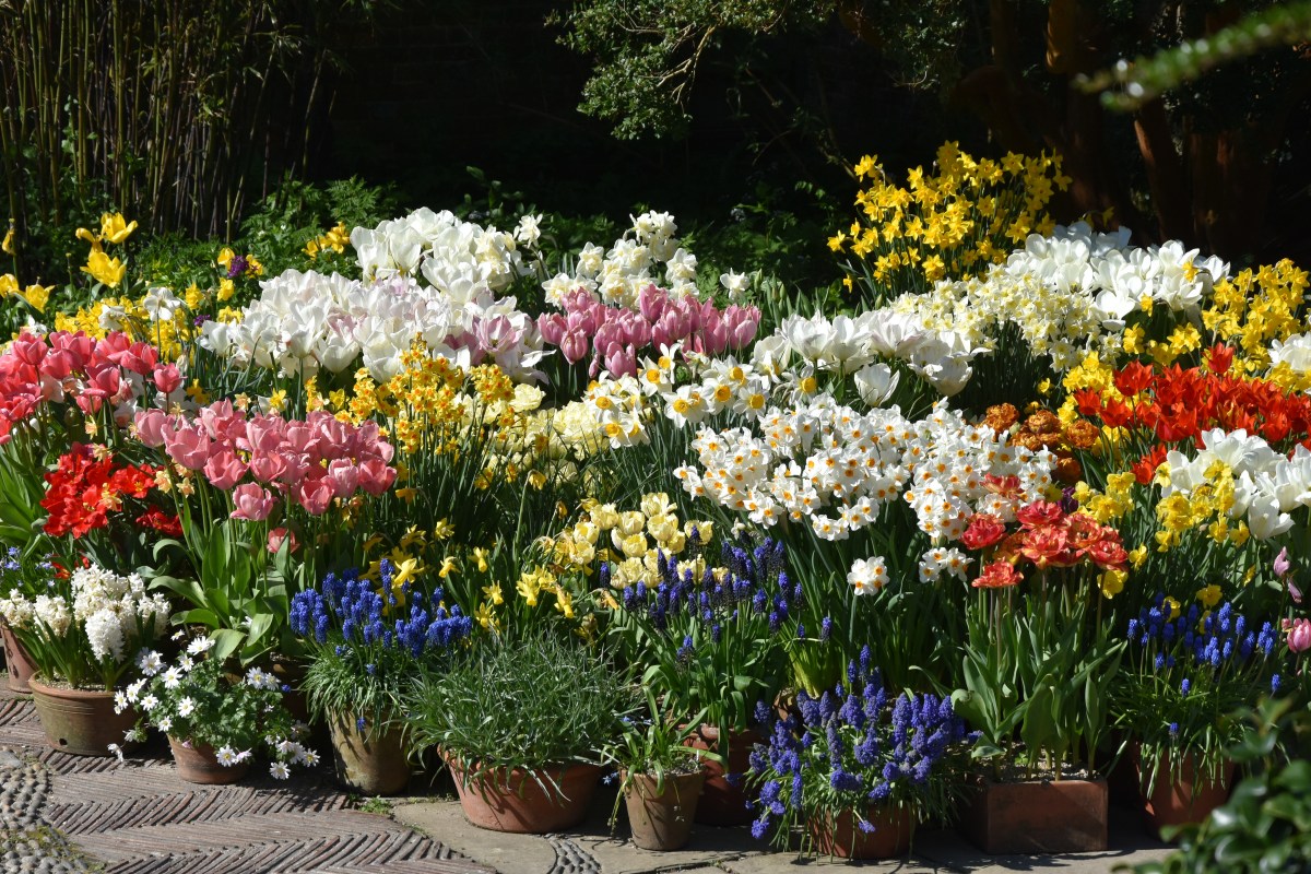 April at Great Dixter, reprise, for a spring-flowering extravaganza and ...