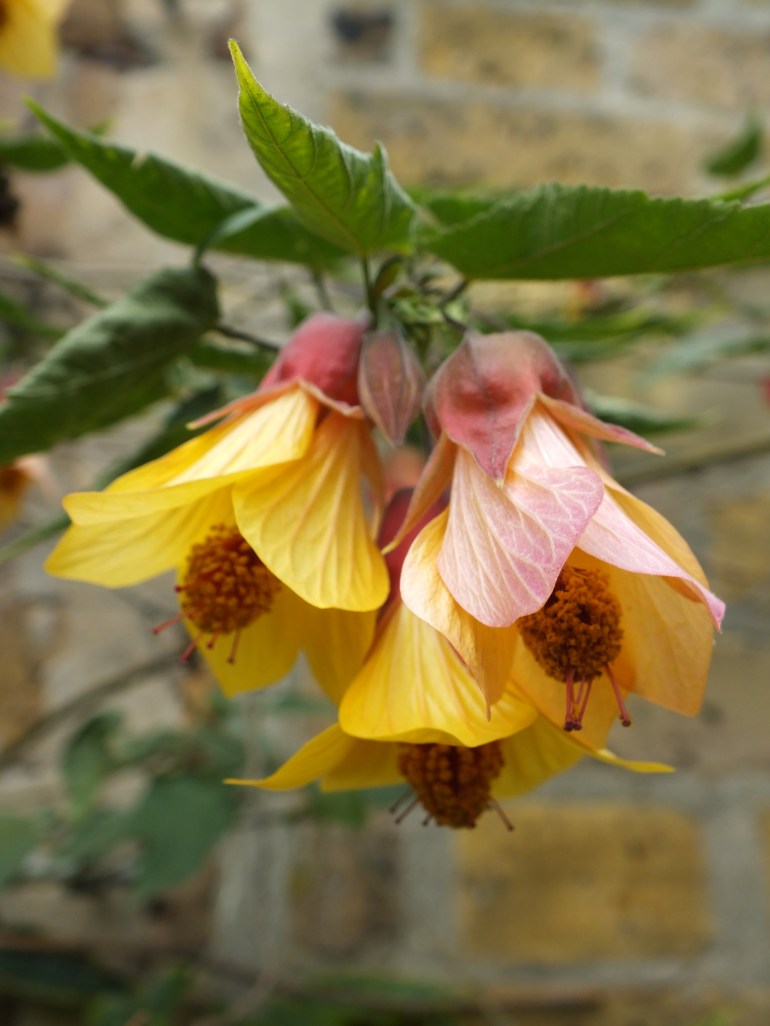 Abutilon Cynthia Pike – The Teddington Gardener