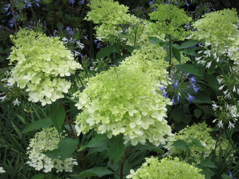 Hydrangeas and nothing but Hydrangeas …. – The Teddington Gardener