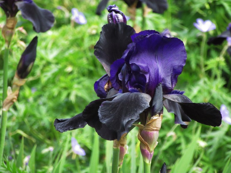 Iris Black Swan – The Teddington Gardener