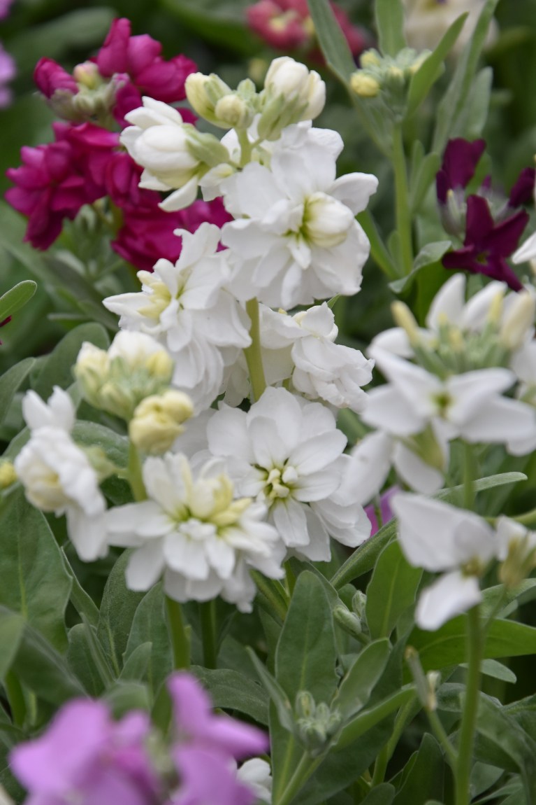 White – The Teddington Gardener