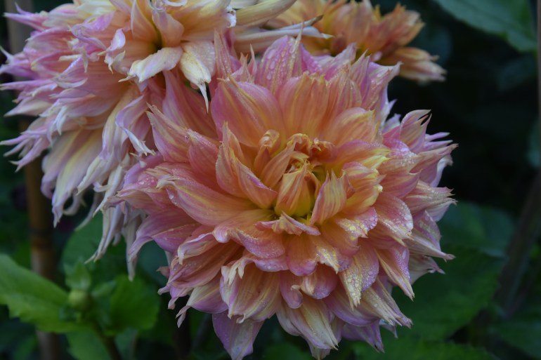 Petersham House Gardens – formal gardens, generous borders and a ...