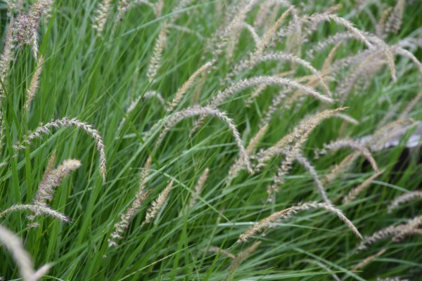 Pennisetum Fairy Tails – The Teddington Gardener