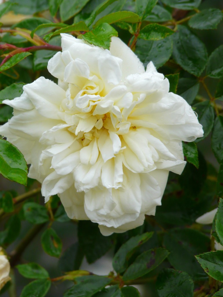 Rosa Alberic Barbier rambler – The Teddington Gardener