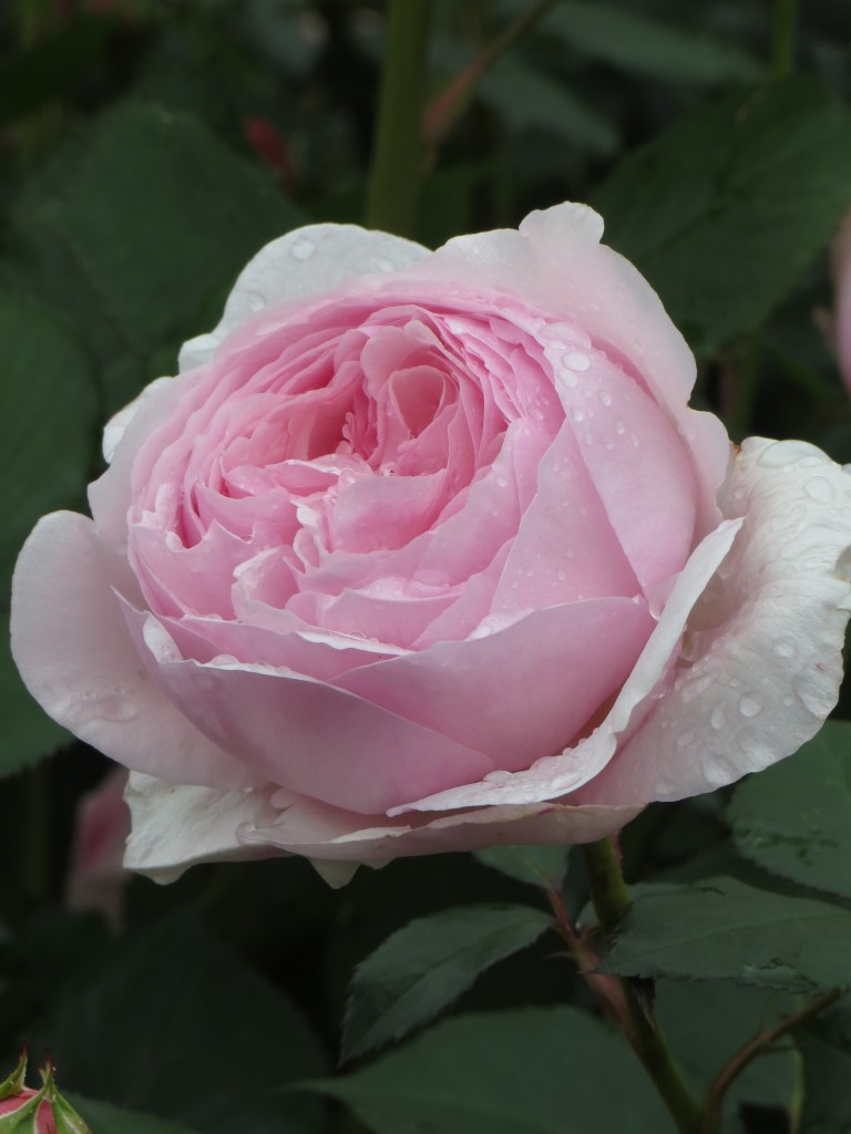 Roses, what else? Two new arrivals but many obituaries … – The ...