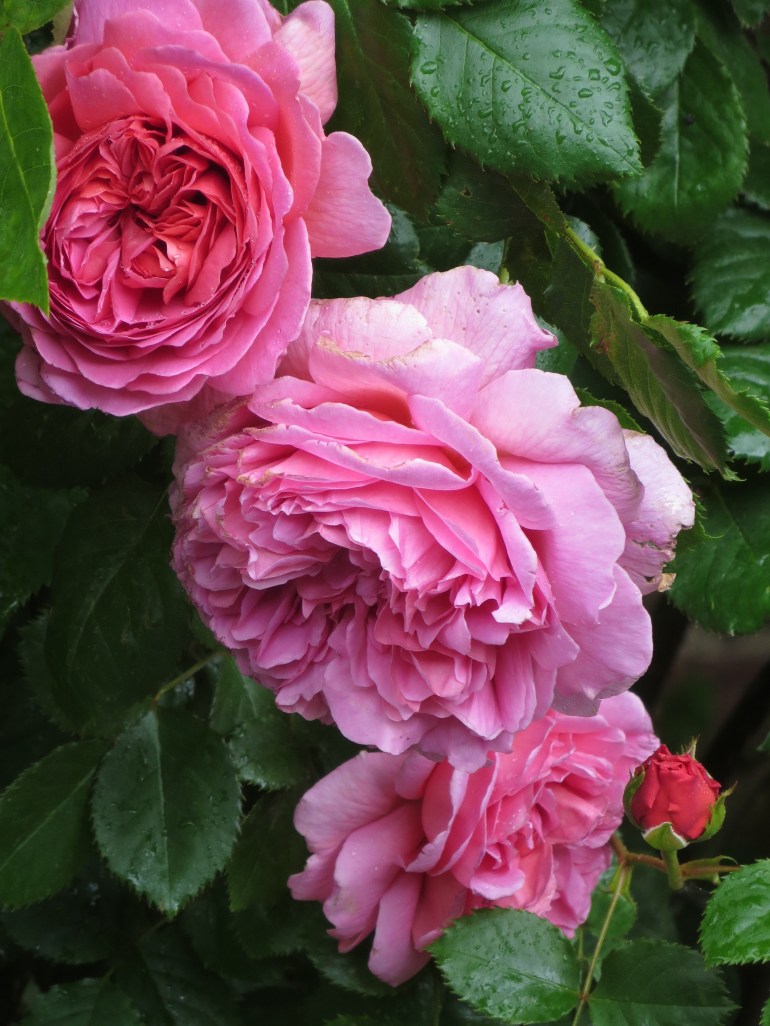 Pink – The Teddington Gardener