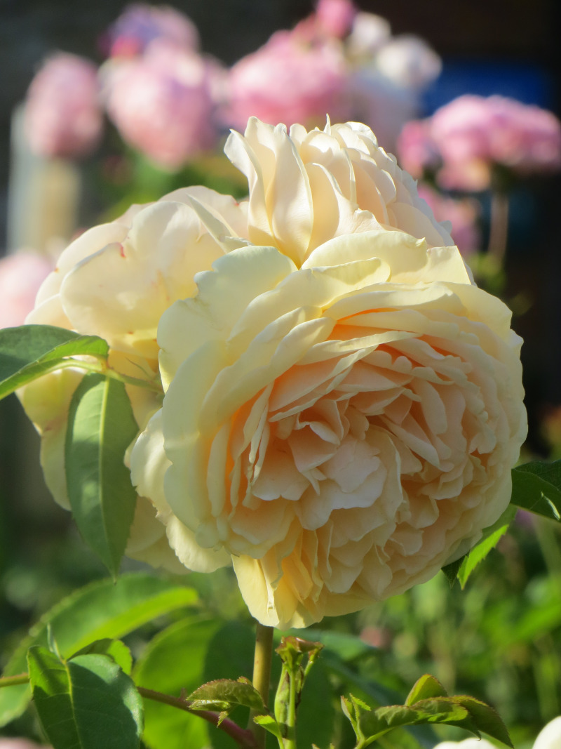 Rosa Teasing Georgia – The Teddington Gardener