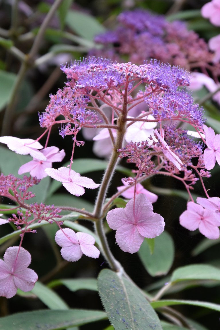 Hydrangeas and nothing but Hydrangeas …. – The Teddington Gardener