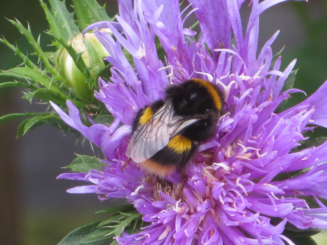 Planting for Honey Bees and other pollinators …. – The Teddington Gardener