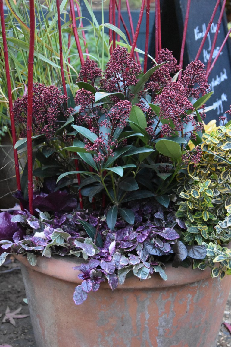 Winter Containers – The Teddington Gardener