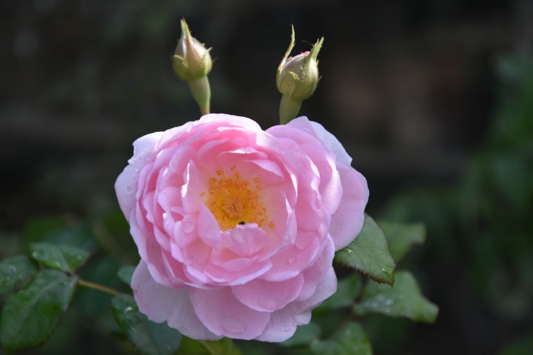 15 Favourites – Roses – The Teddington Gardener