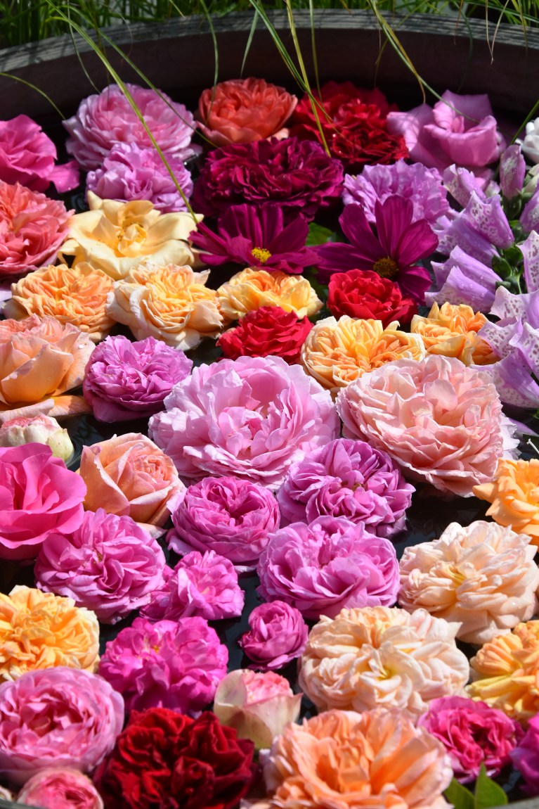 15 Favourites – Roses – The Teddington Gardener