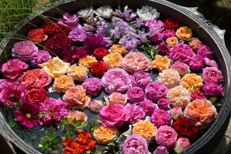 15 Favourites – Roses – The Teddington Gardener