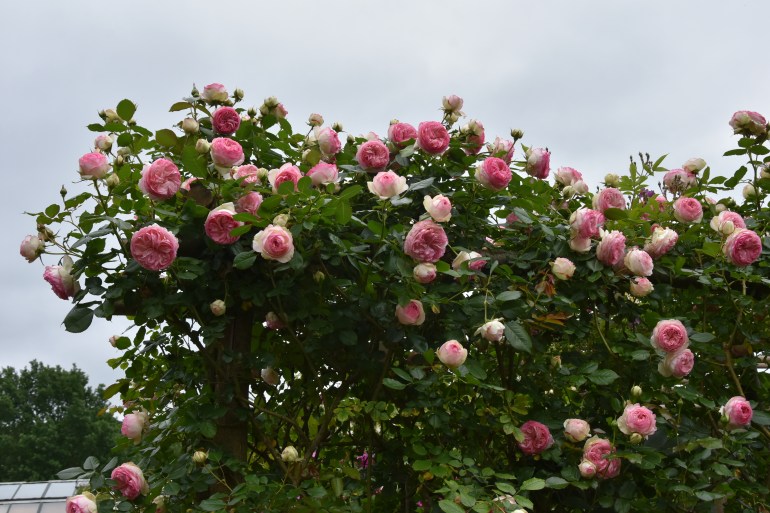 15 Favourites – Roses – The Teddington Gardener